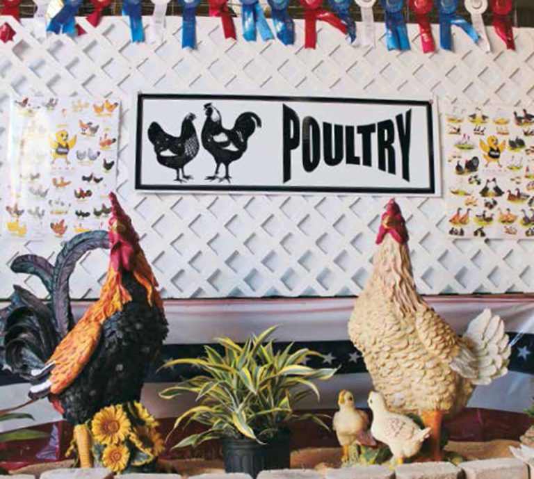 Court's In Session, How To Become A Licensed Poultry Judge - Backyard ...